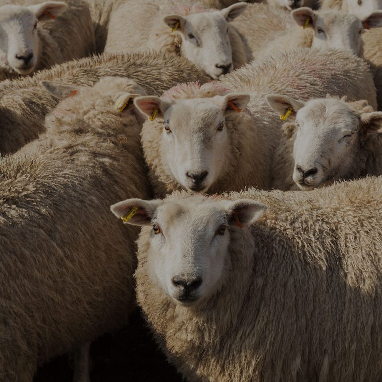 UK’s #1 B2B Meat & Surplus Food Marketplace | Meatex UK
