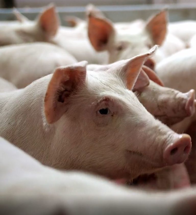 UK’s #1 B2B Meat & Surplus Food Marketplace | Meatex UK