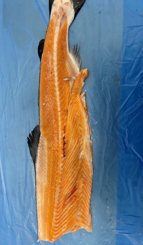 Salmon Frames | from Meatex