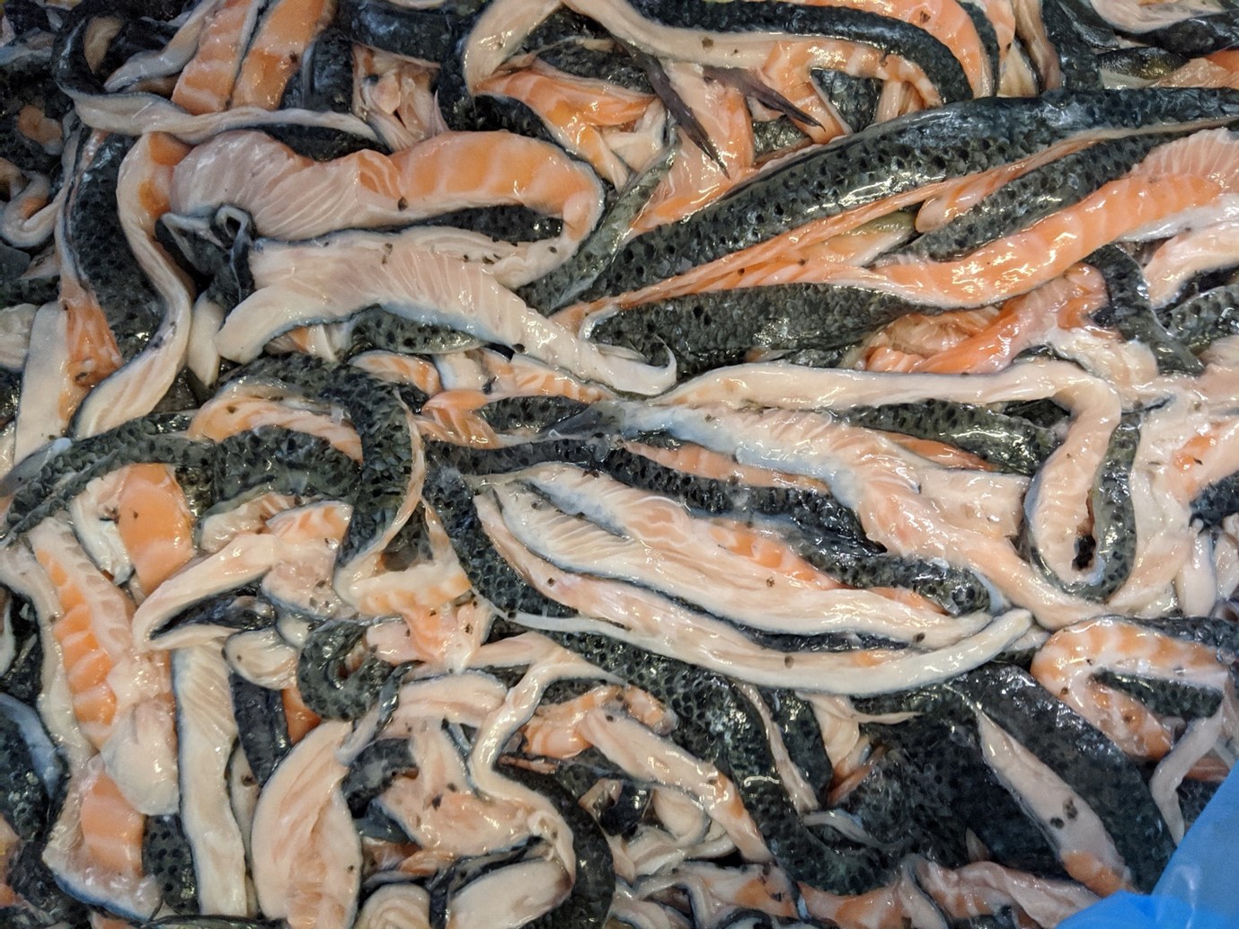 Frozen Salmon Back Trim – Wholesale Fish Supply | Meatex