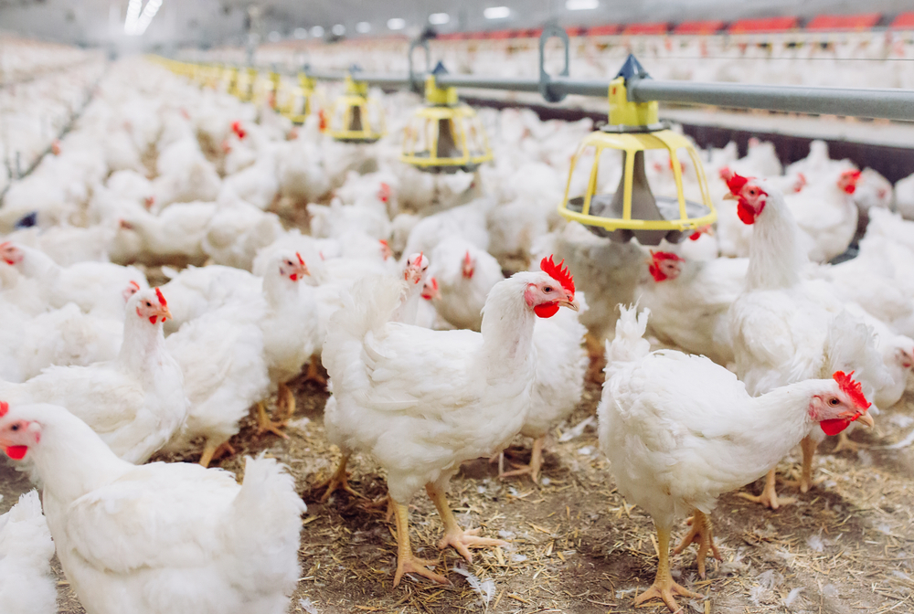UK Poultrymeat Production Hits Record High | Meatex News