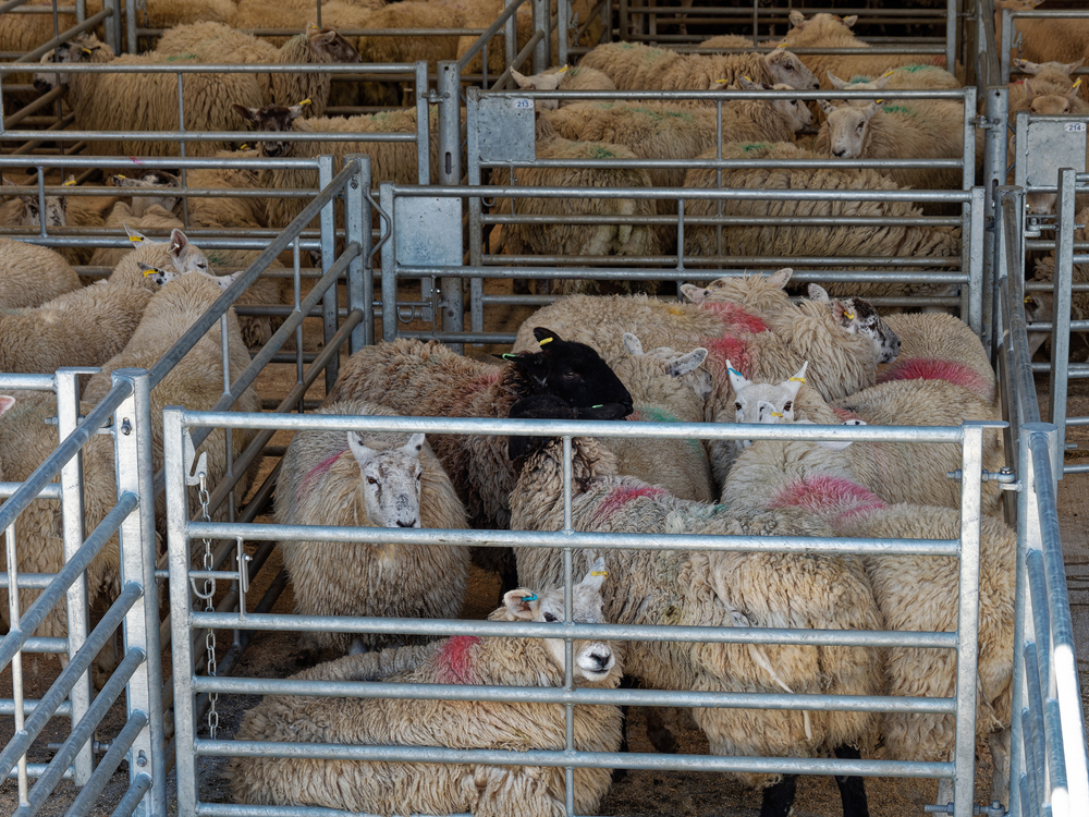 Weekly Cattle and Sheep Market Wrap | Meatex News