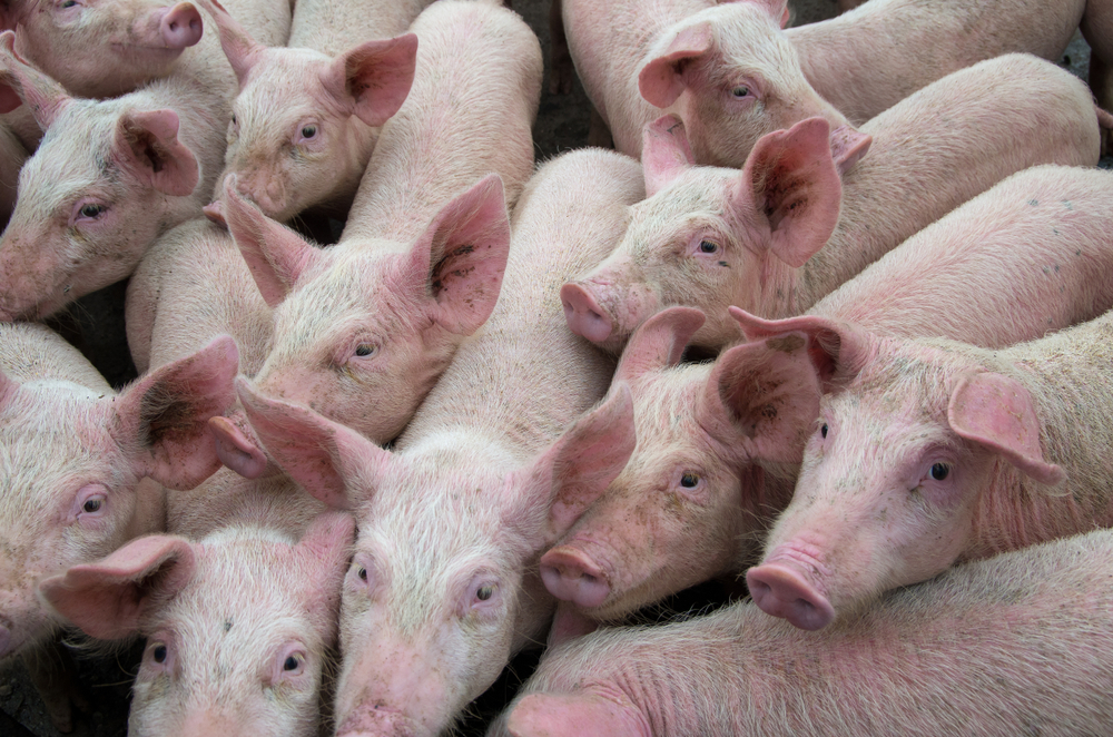 Irish Pig Trade & Prices w/e August 24th 2024: Stability and Growth ...