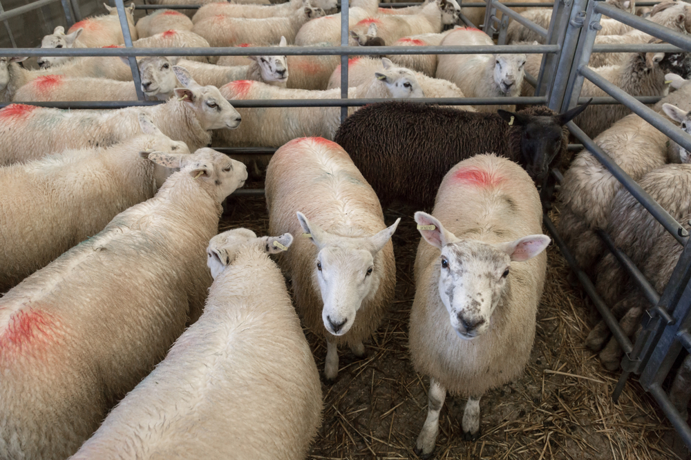 The Latest Update on Irish Sheep Trade & Prices w/e July 6th 2024 | Meatex