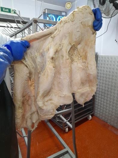 Frozen Beef Tripe | Wholesale Washed Block-Packed Tripe Meatex