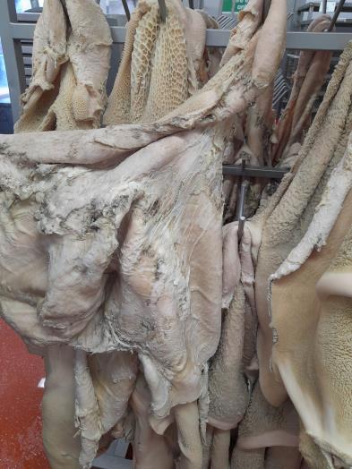 Frozen Beef Tripe | Wholesale Washed Block-Packed Tripe Meatex