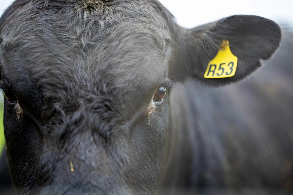 Farmers Offer Cautious Welcome to US Beef Trade Deal | Meatex