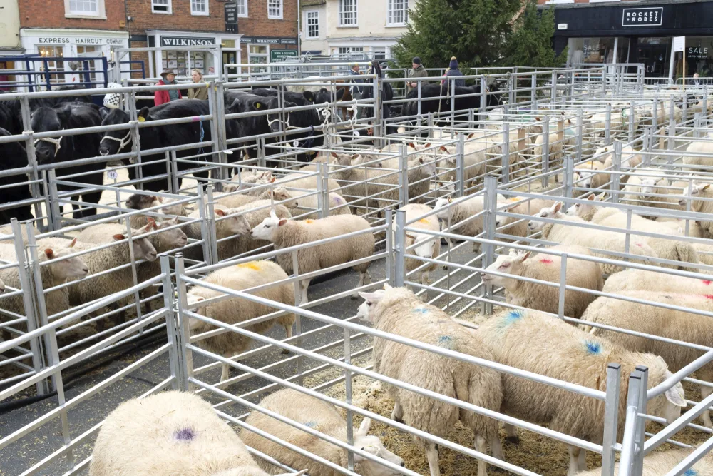 Irish Sheep Trade & Prices Update: Latest Trends and Insights | Meatex