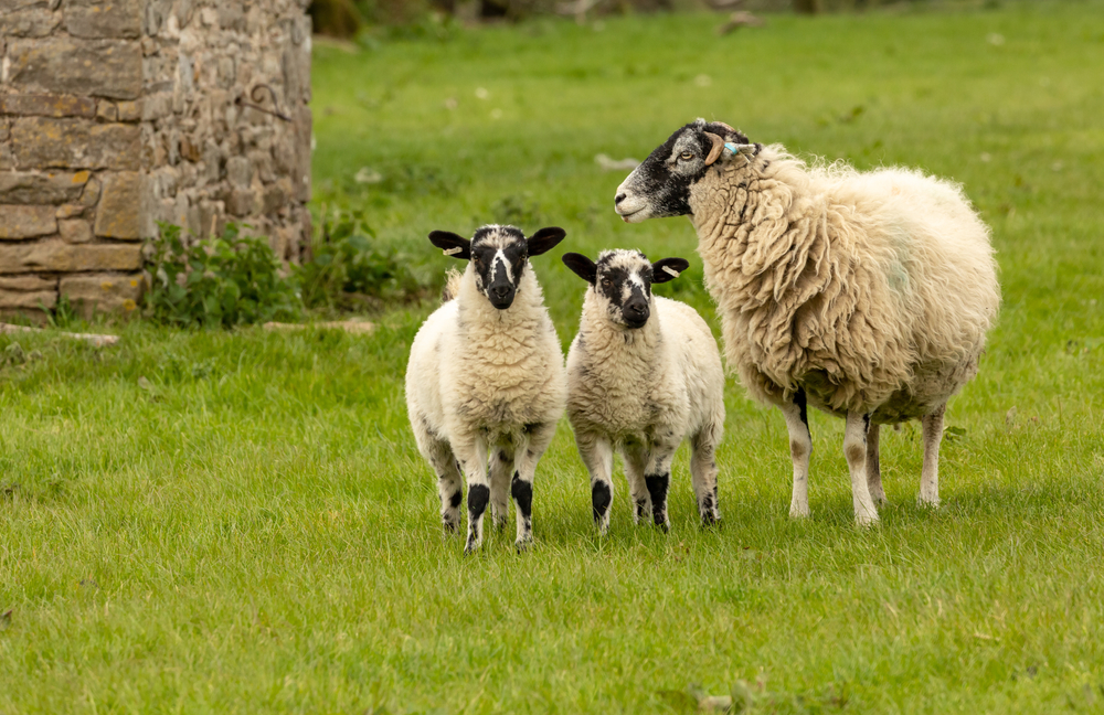 Irish Lamb Prices and Throughput – February 2025 | Meatex