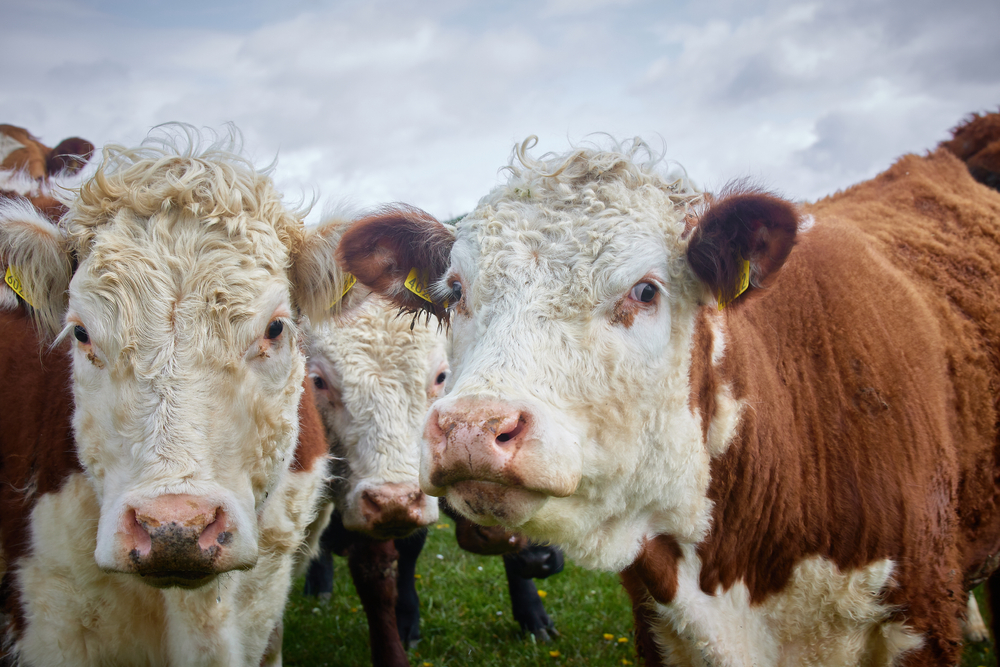 Irish Cattle Trade & Prices Update: Current Trends | Meatex