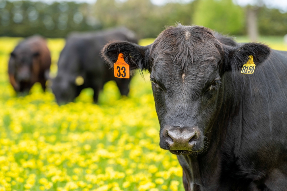 Scotland's Beef Supplies: Warning of Red Meat Shortages | Meatex