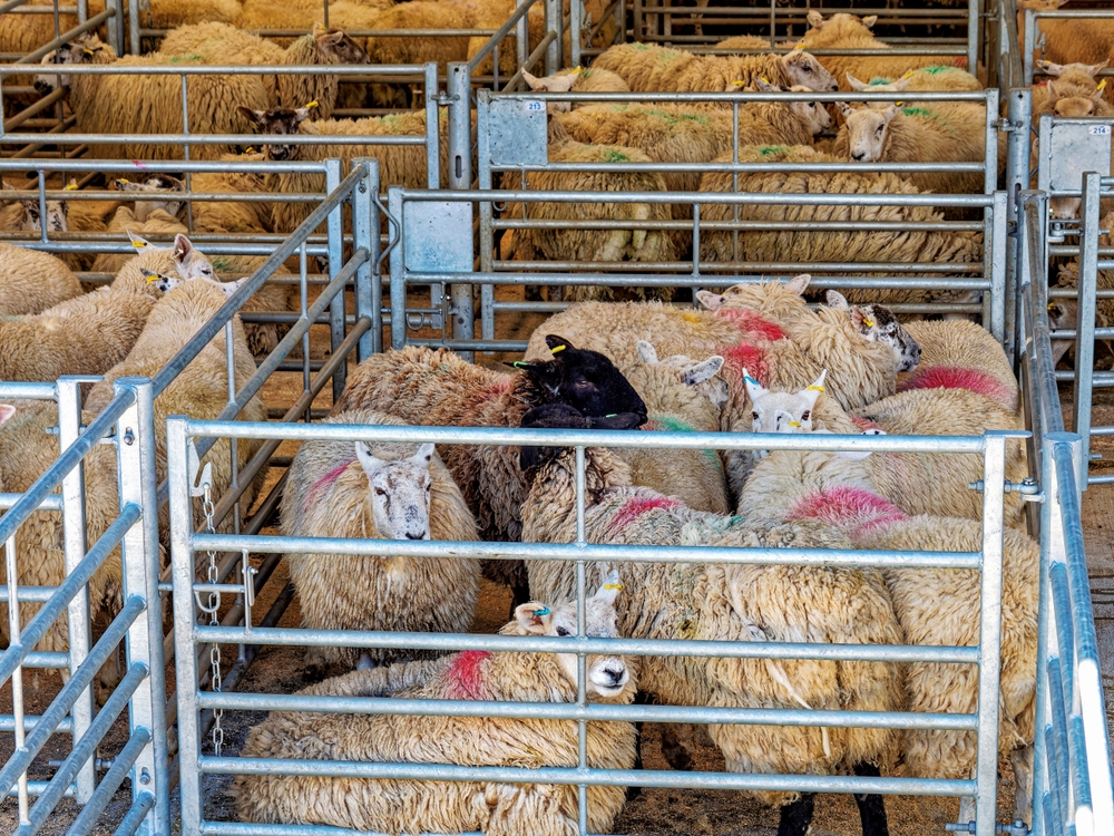 Irish Sheep Trade & Prices Update: Improvements in Lamb Quotes