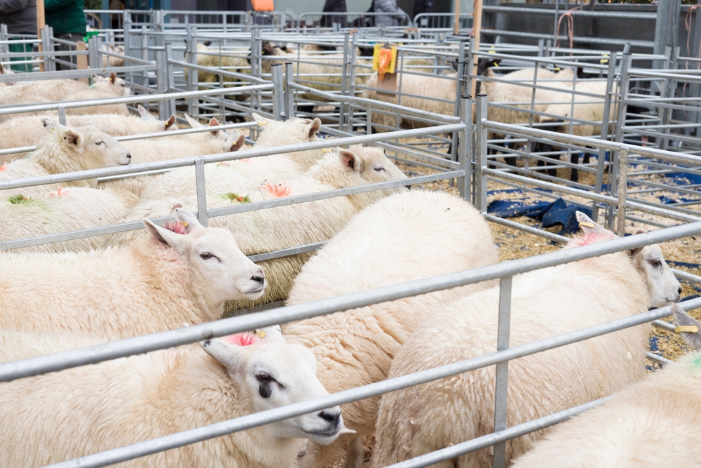 Irish Sheep Market Update: Latest Industry News | Meatex