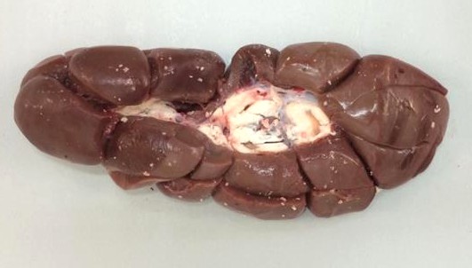 Frozen Ox Kidney Wholesale UK | Meatex