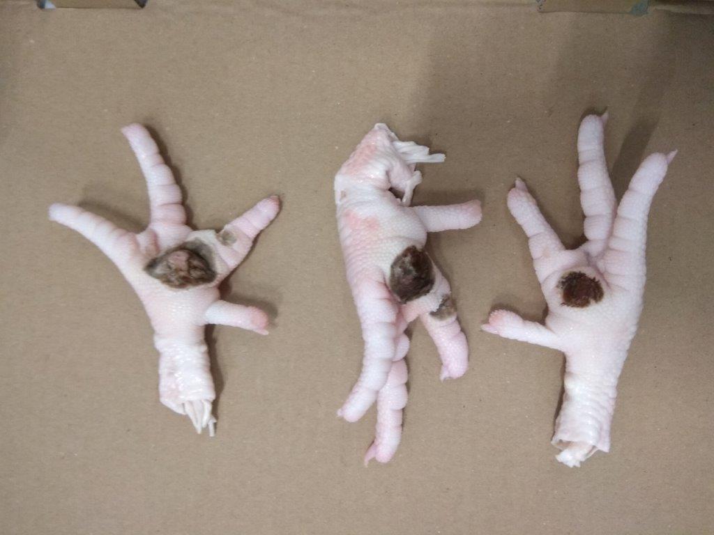 Chicken Paws AB Grade | Wholesale Frozen Chicken Paws Meatex