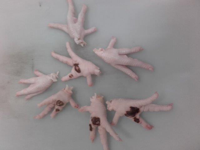Chicken Paws AB Grade | Wholesale Frozen Chicken Paws Meatex