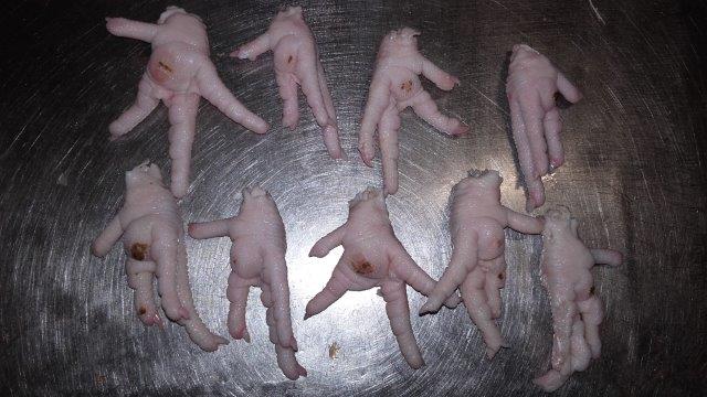 Chicken Paws AB Grade | Wholesale Frozen Chicken Paws Meatex