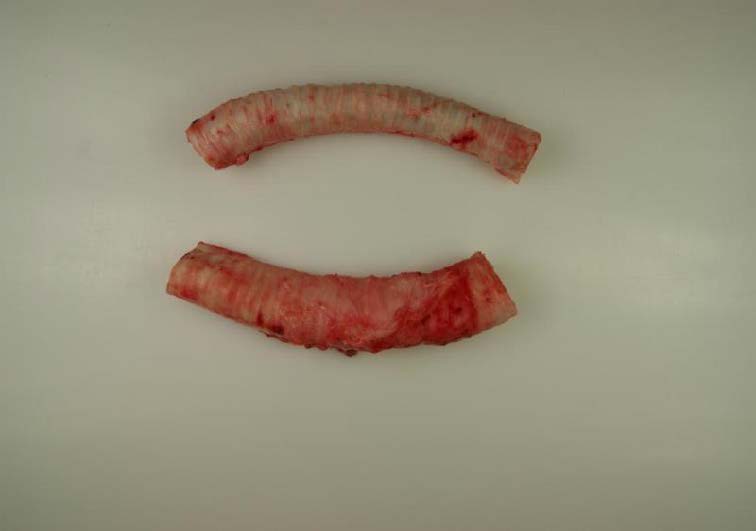 Beef Trachea | from Meatex