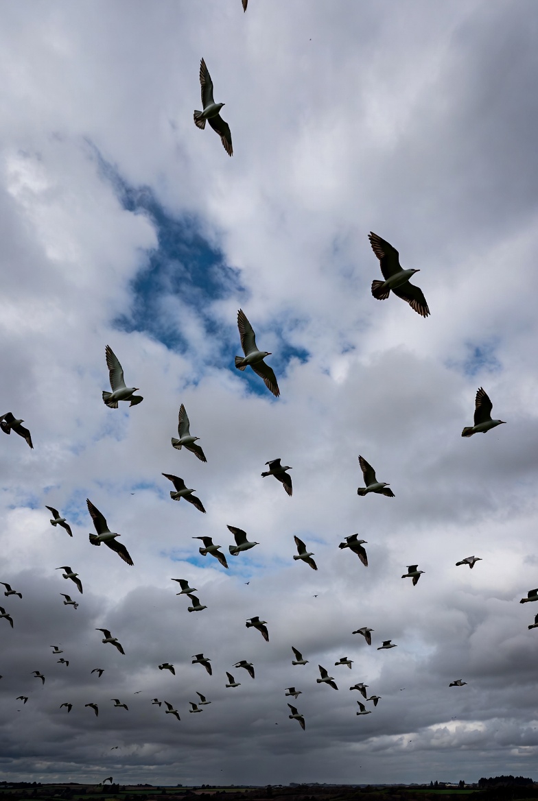 Avian Influenza Update: England Maintains Controls | Meatex news